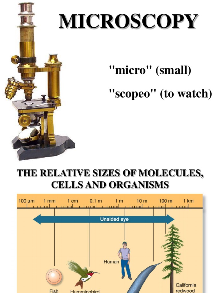 Microscopy: "Micro" (Small) "Scopeo" (To Watch) | PDF | Microscopy ...