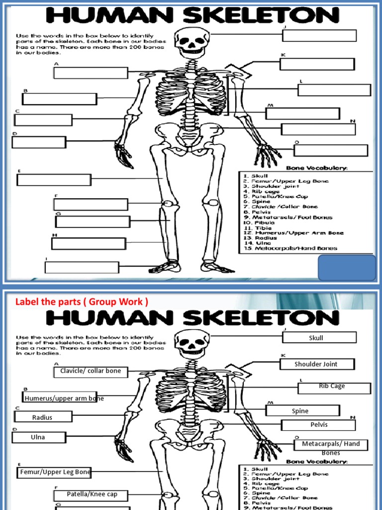 Human Skeleton - Label The Parts | PDF | Language Arts & Discipline ...