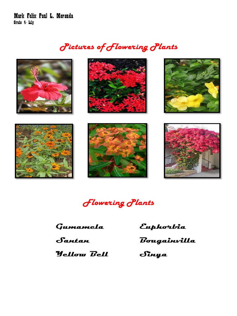Flowering Plants in the Philippines | PDF