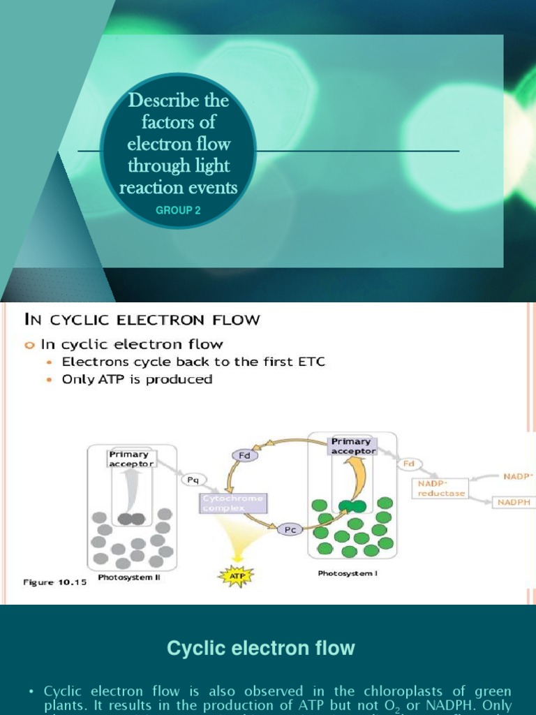 Cyclic Electron Flow in Photosynthesis | PDF | Cellular Processes ...