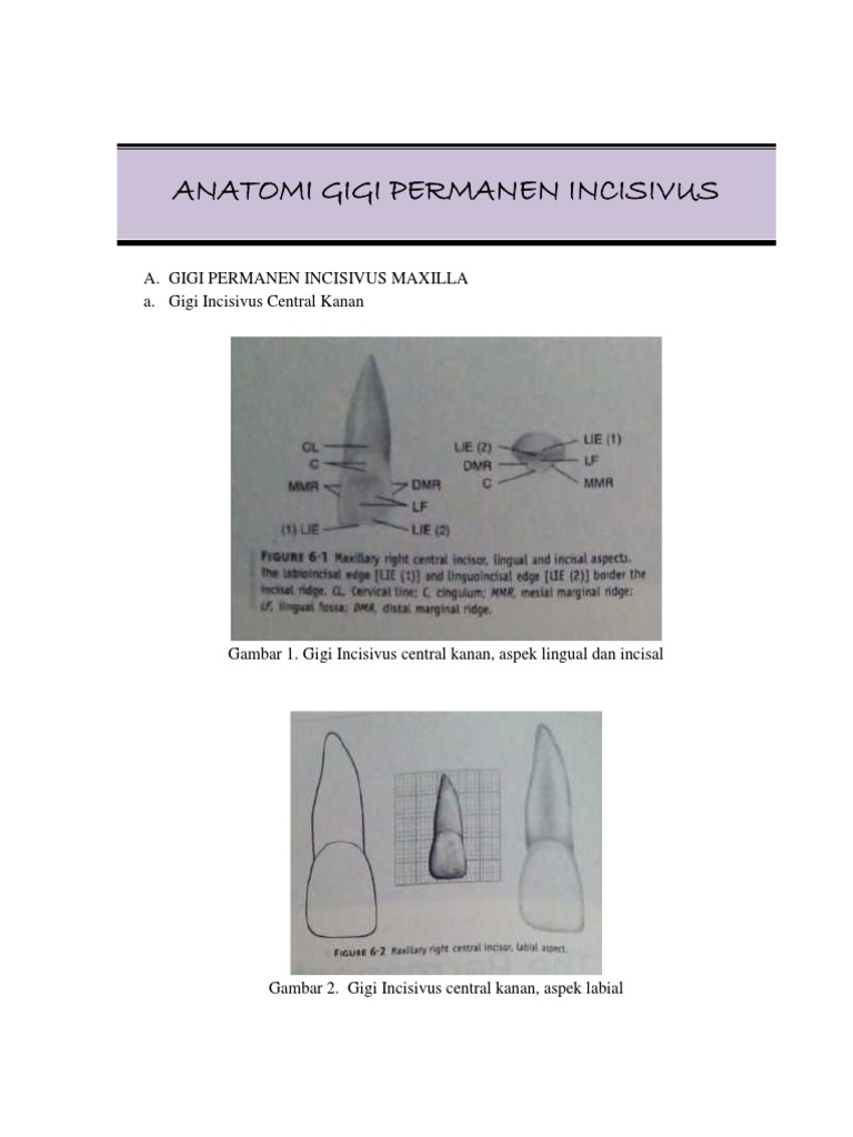 Gigi Incisivus | PDF