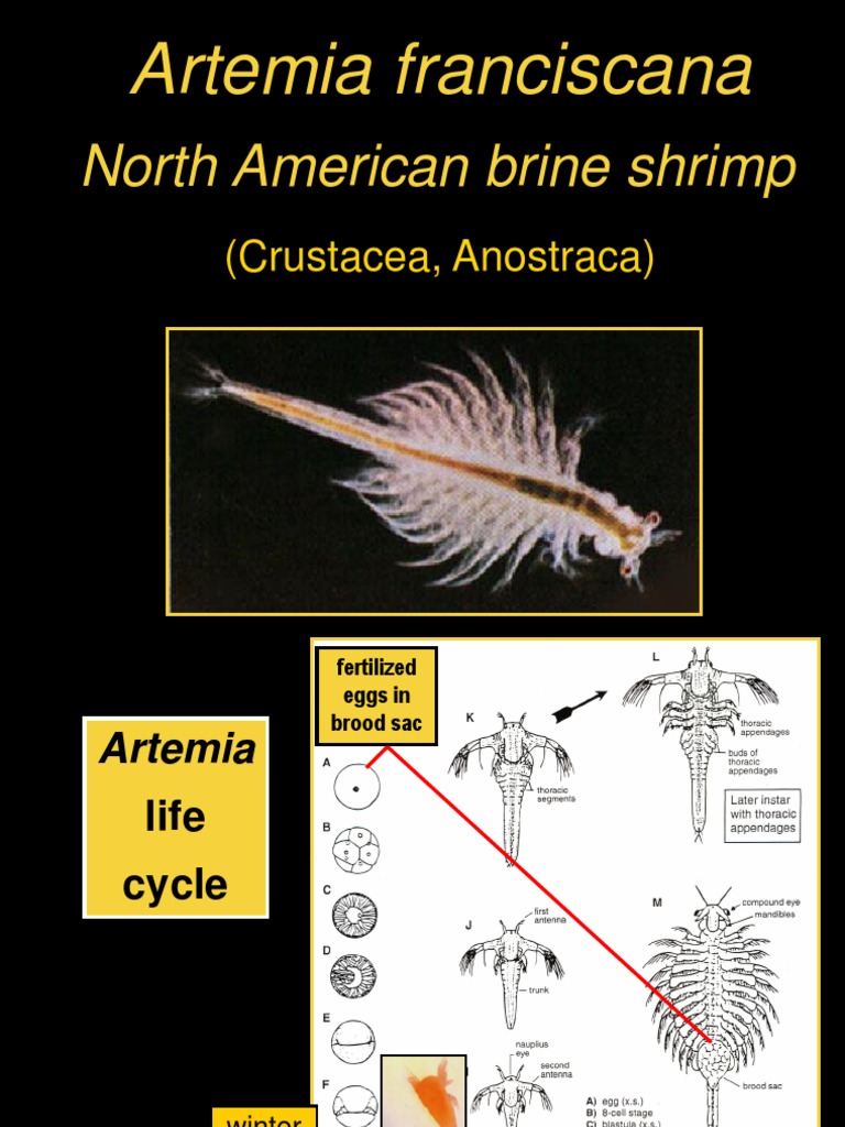 A Visual Guide to the Life Cycle and Experimental Study of the Brine ...