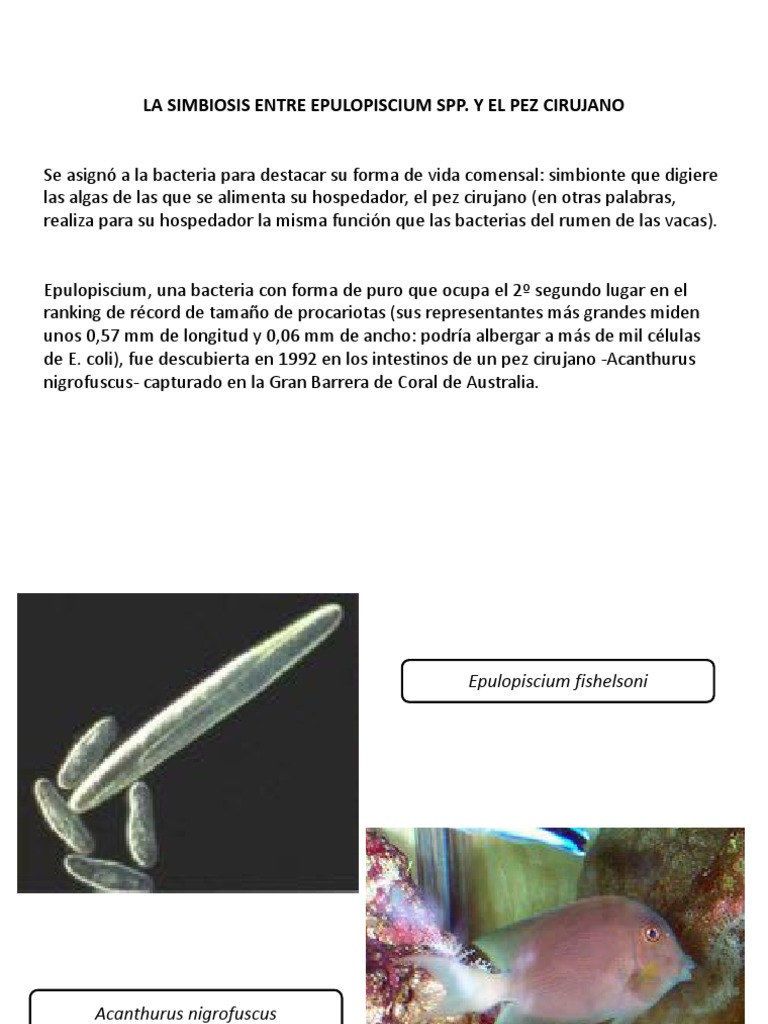 Micro Animales 2 PDF | PDF | Rumiante | Las bacterias