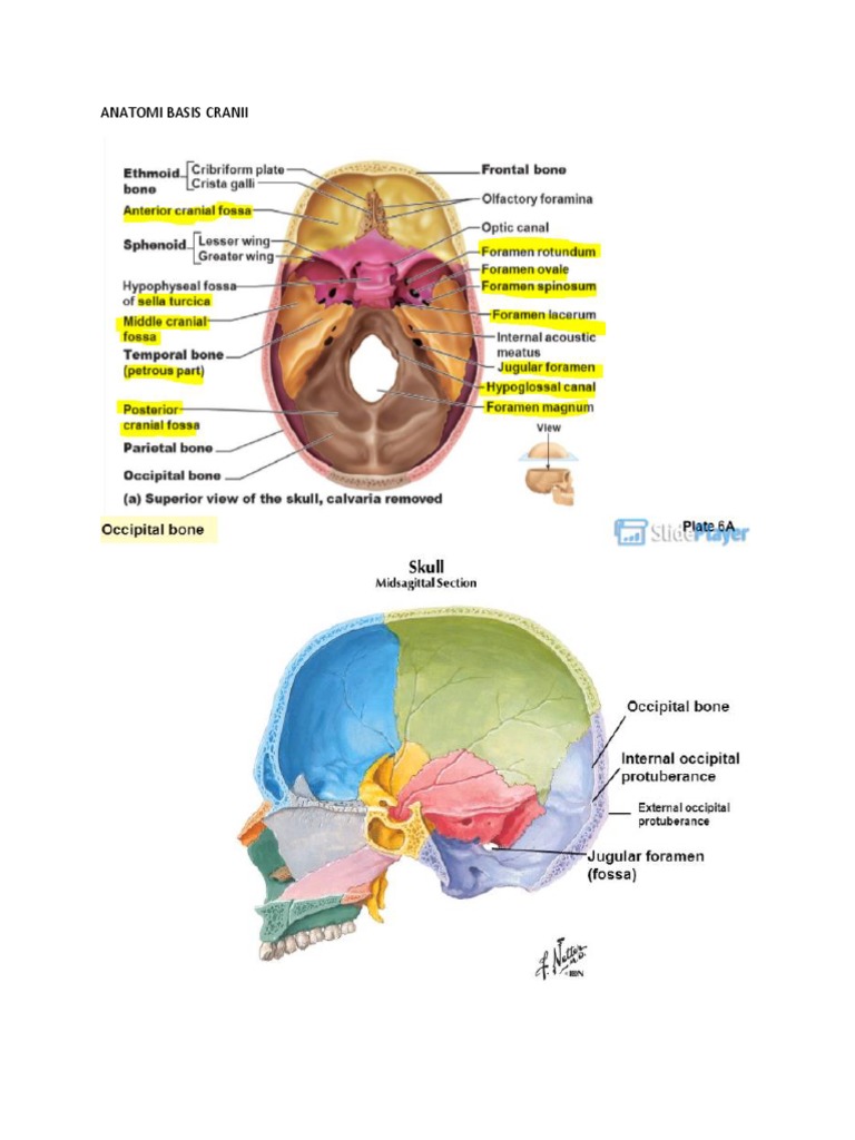 Anatomi Basis Cranii | PDF