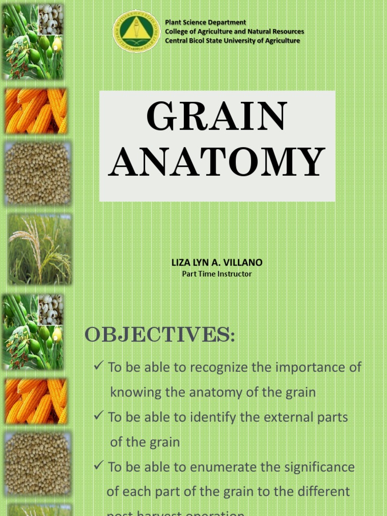 Grain Anatomy: Liza Lyn A. Villano | Bran | Rice