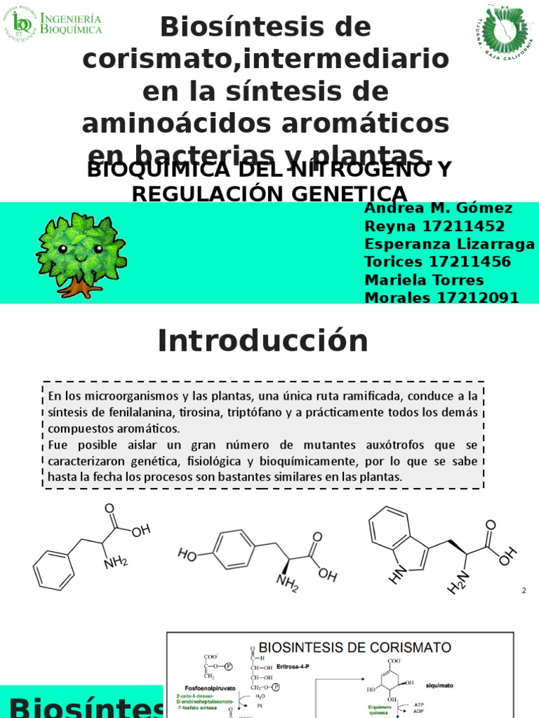 Presentacion Bioquimica de Biosintesis | Fenilalanina | Biología ...