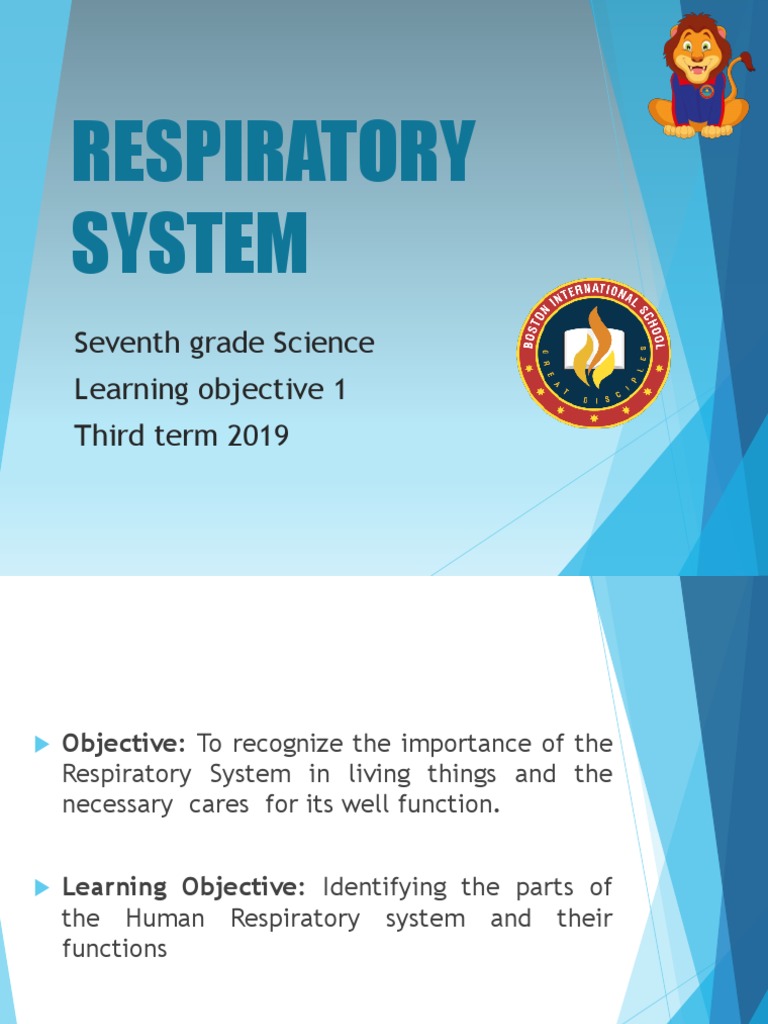 7th Grade Respiratory System. 3rd Term 2019 | PDF | Respiratory Tract ...