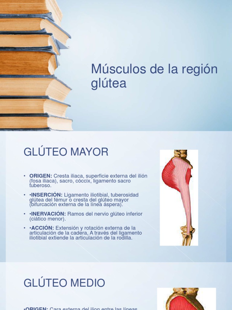 Musculos de La Region Glutea | PDF | Pelvis | Cadera