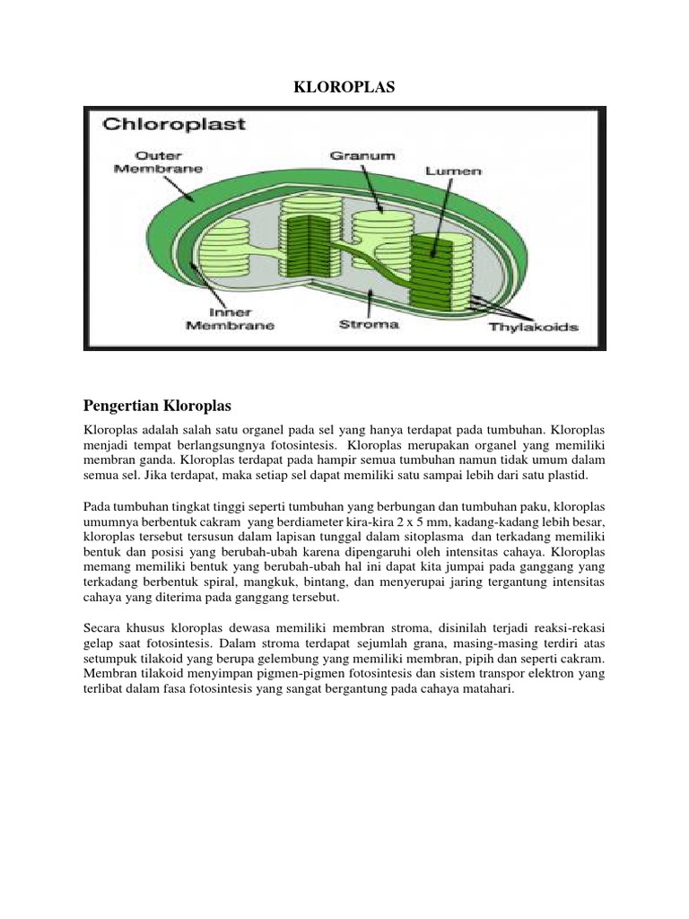 Biologi Kloroplas | PDF