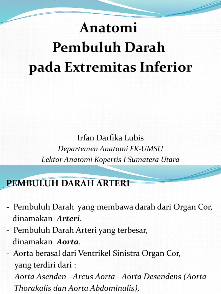 Anatomi Pembuluh Darah Pada Extremitas Inferior | PDF