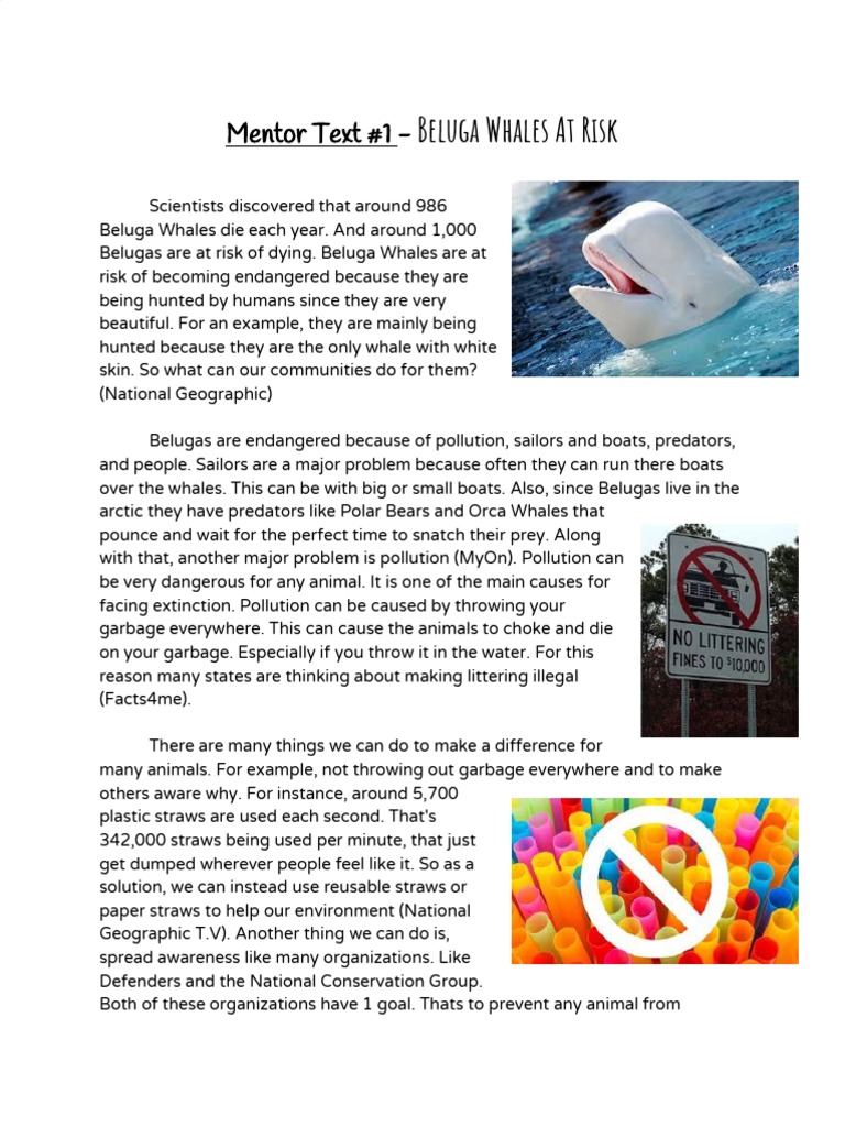 Informative Mentor Texts | PDF | Whales | National Football League