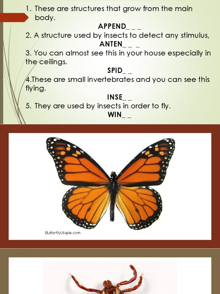 Arthropods: Insects vs. Arachnids Guide | PDF