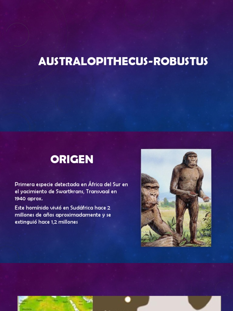 Australopithecus Robustus | PDF