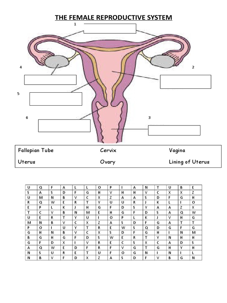 Female Reproductive System | PDF | Uterus | Reproductive System