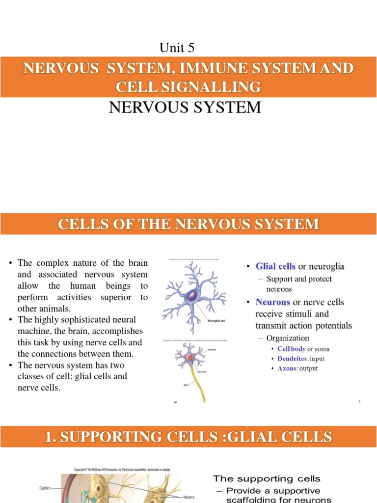 Nervous System, Immune System and Cell Signalling: Unit 5 | PDF ...