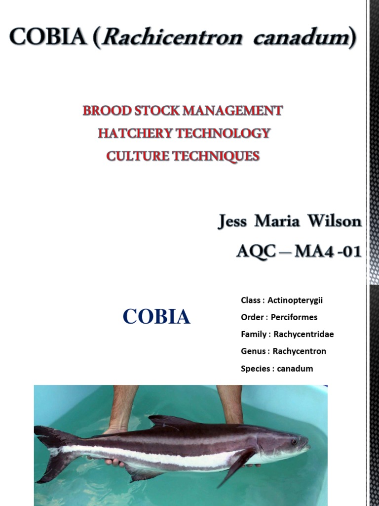 COBIA | PDF | Aquaculture | Edible Fish