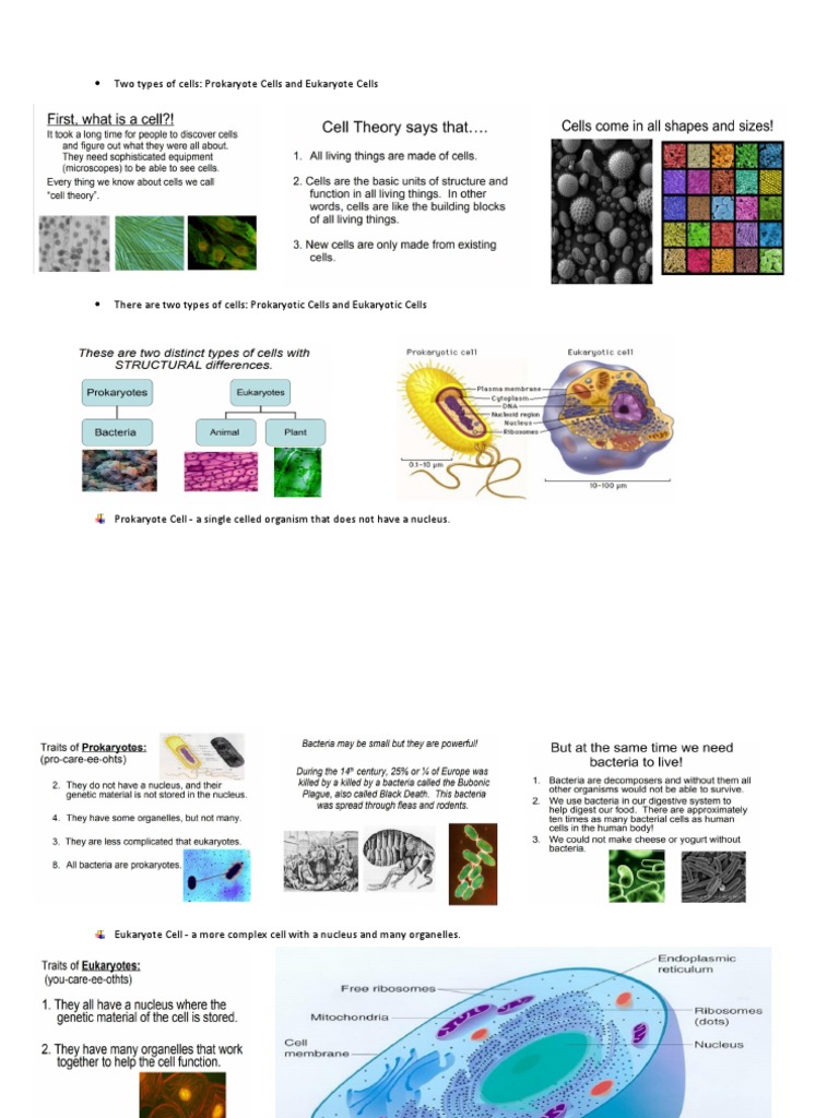 Two Types of Cells: Prokaryote Cells and Eukaryote Cells | PDF