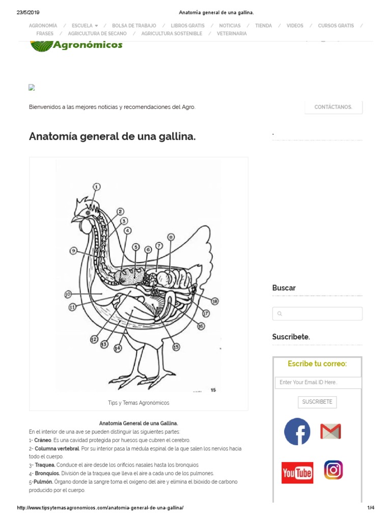 Anatomía General de Una Gallina - PDF | PDF | Digestión | Sistema ...