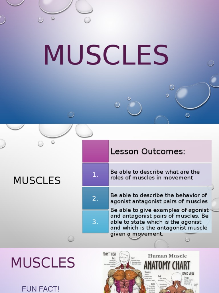 Agonist-Antagonist Muscle Pairs Explained | PDF | Limbs (Anatomy) | Joints