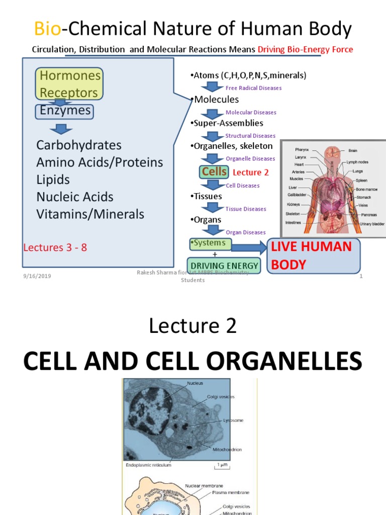 Cell Organelles and Their Functions | PDF | Lysosome | Cell Membrane