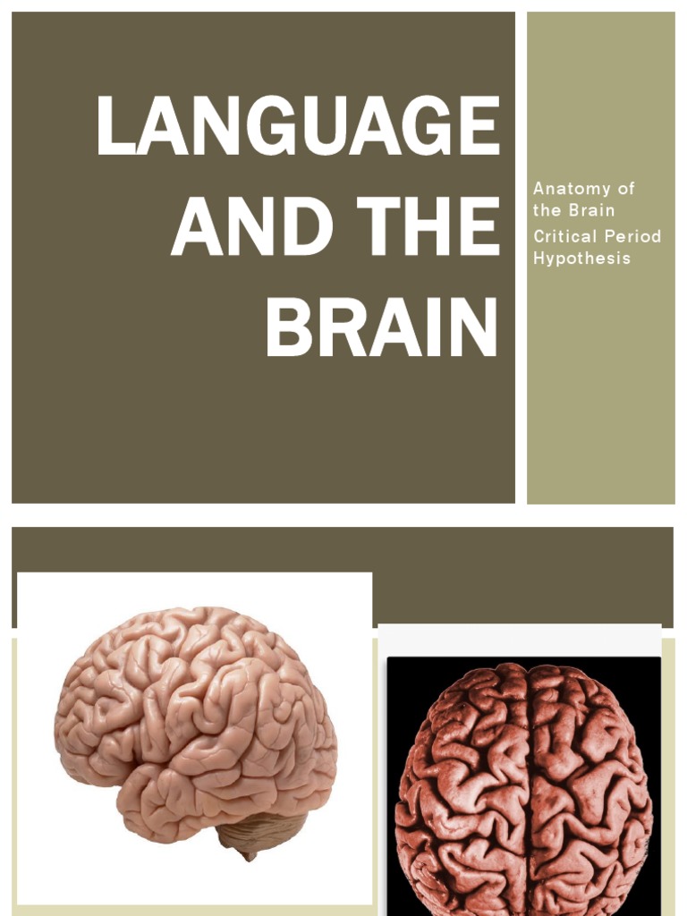 Language and The Brain | PDF | Aphasia | Lateralization Of Brain Function