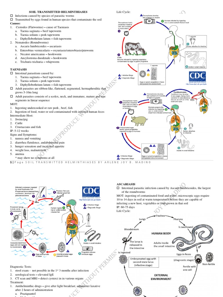 Soil Transmitted Helminthiases | PDF | Parasitology | Diseases And ...