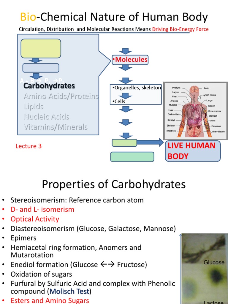 Biochemistry Lecture 4 Monosaccharides 2 | PDF | Carbohydrates | Glucose