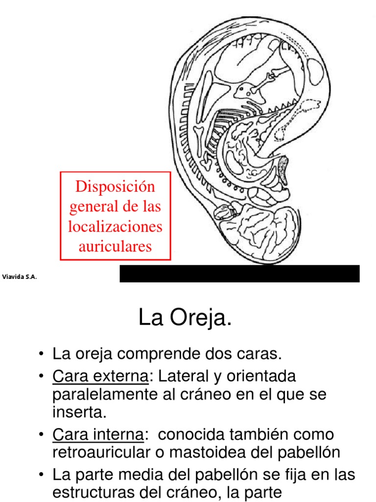 Anatomía Oreja | PDF | Rodilla | Cabeza y cuello humanos