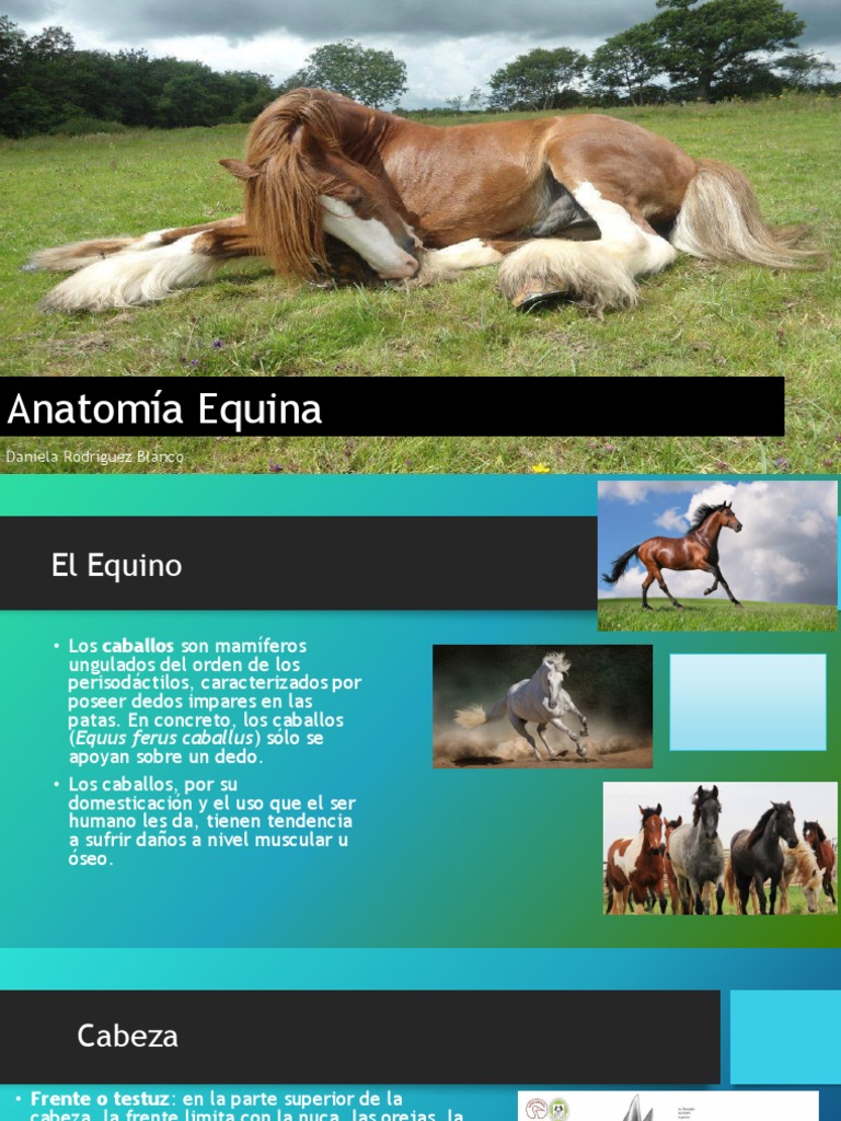 Anatomía Equina | PDF | Caballos | Músculo