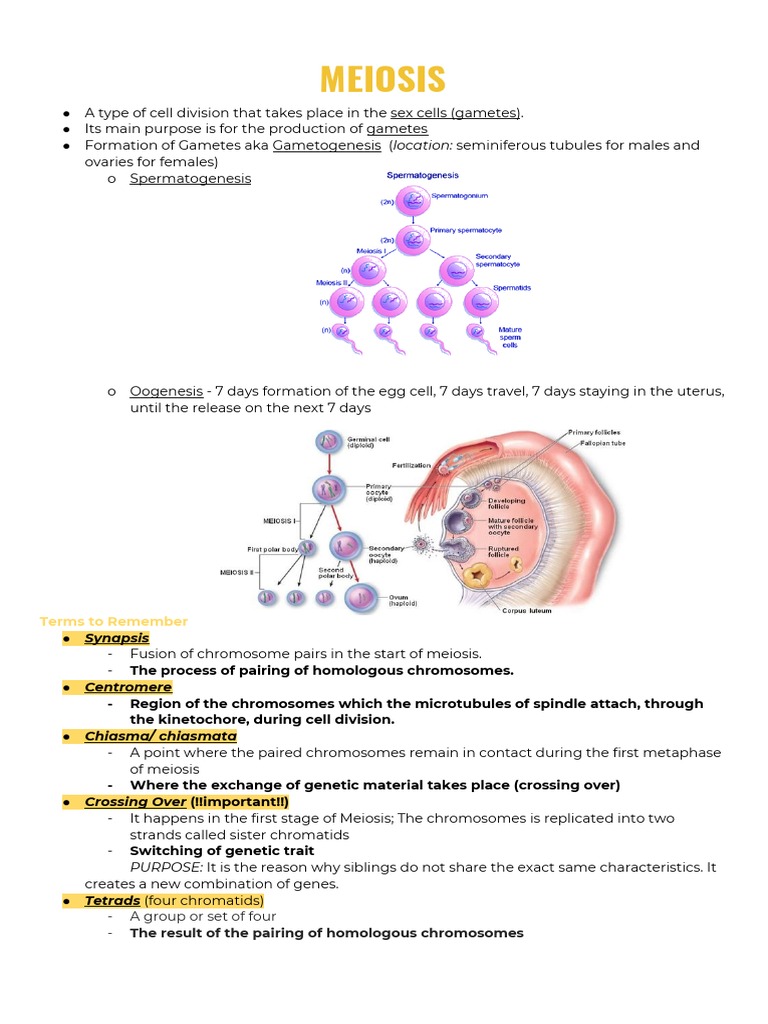 Handout Meiosis | PDF | Meiosis | Chromosome