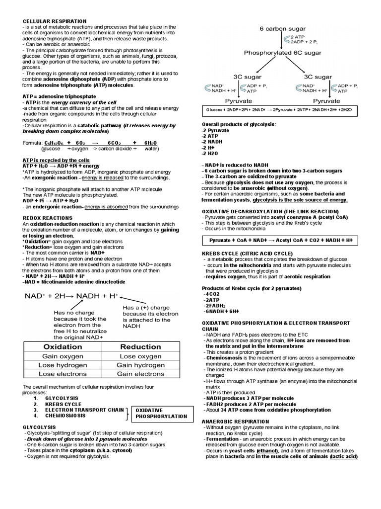 Cellular Respiration Notes | PDF | Cellular Respiration | Adenosine ...