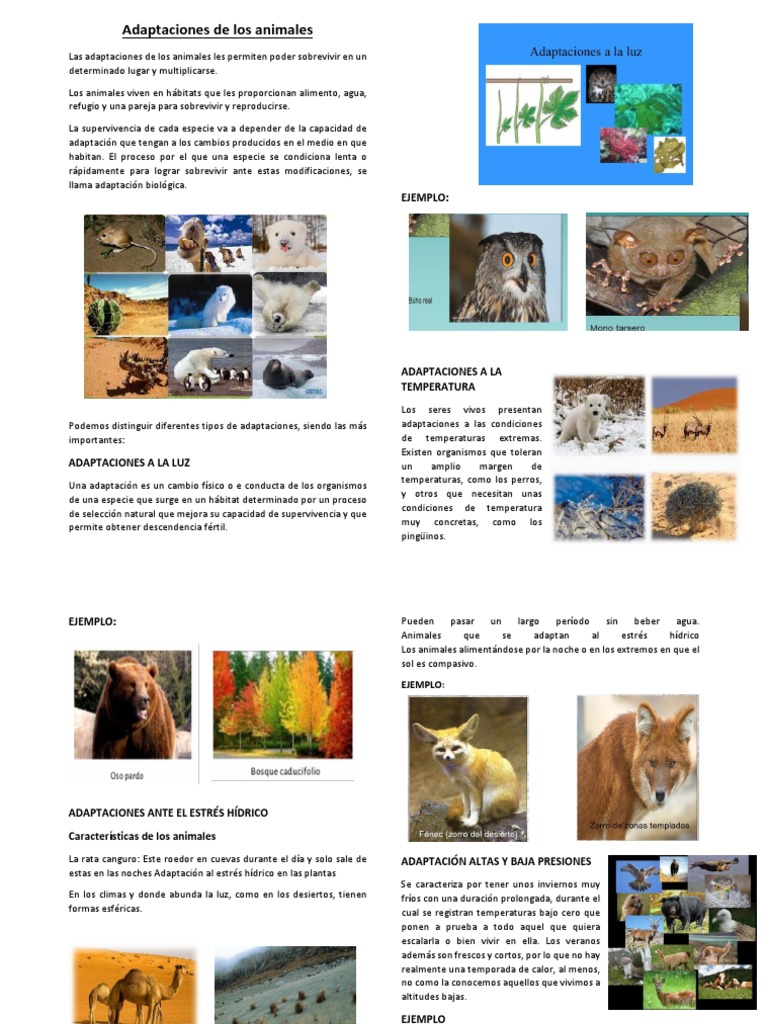 Adaptaciones de Los Animales | PDF | Adaptación | Pescado