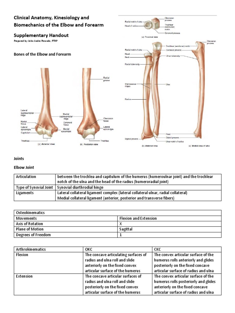 Elbow Handout Students | PDF | Elbow | Anatomical Terms Of Motion