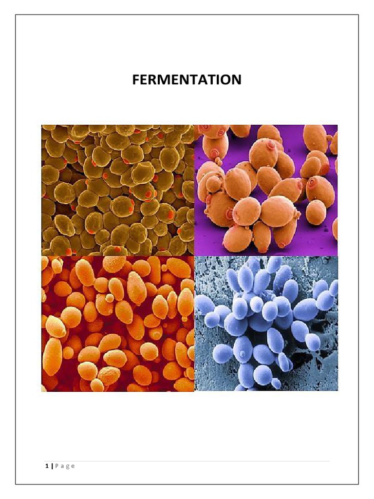 Yeast Fermentation: Investigatory Project Class 12 | PDF | Yeast | Fungus