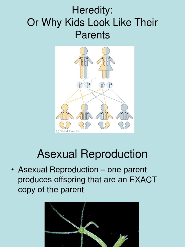 Heredity: or Why Kids Look Like Their Parents | PDF | Allele ...