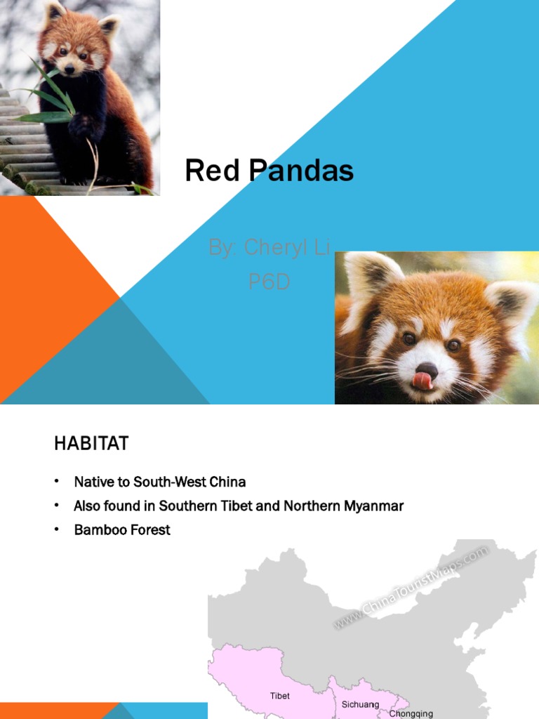 Red Pandas: By: Cheryl Li P6D | PDF