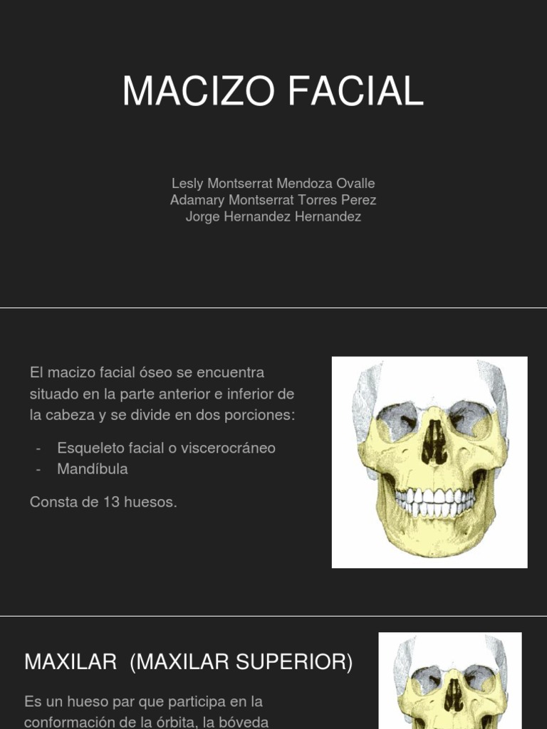 Huesos del Viscerocráneo y Mandíbula | PDF | Sistema esquelético | Cara