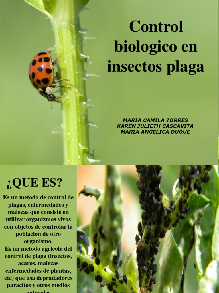 Control biologico en insectos plaga: Maria Camila Torres Karen Julieth ...