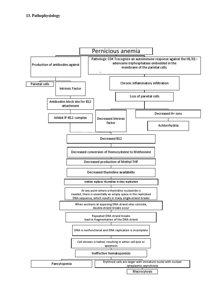 Pernicious Anemia Pathophysiology | PDF | Dna Repair | Dna