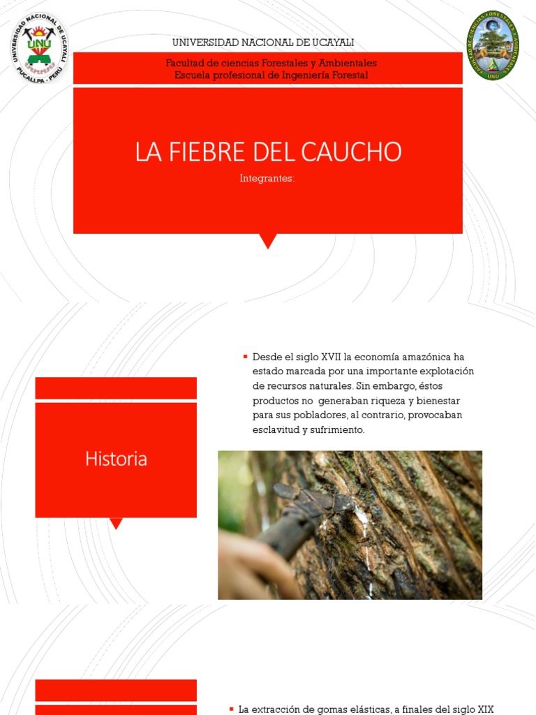 Impacto de la Fiebre del Caucho en Perú | PDF | Naturaleza