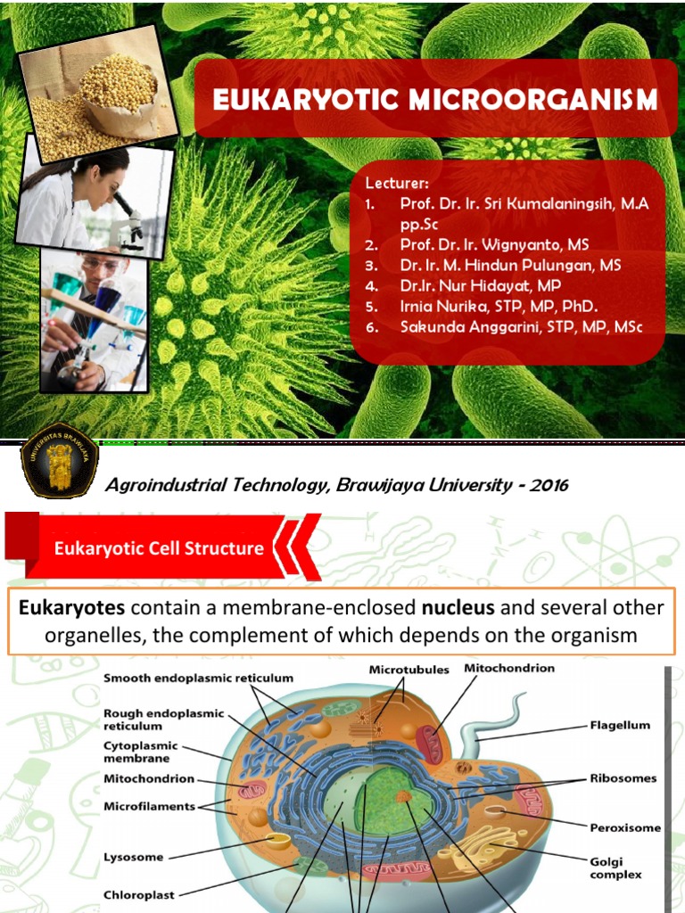Eukaryotic Microorganisms Overview | PDF | Fungus | Algae