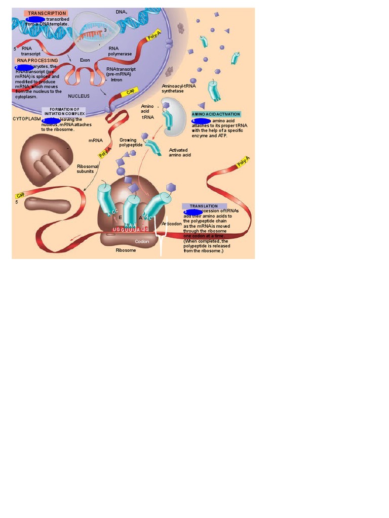 Formation of Initiation Complex: Po Ly-A Ly - A | PDF | Messenger Rna | Rna