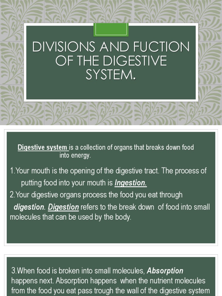 Functions of the Digestive System | PDF
