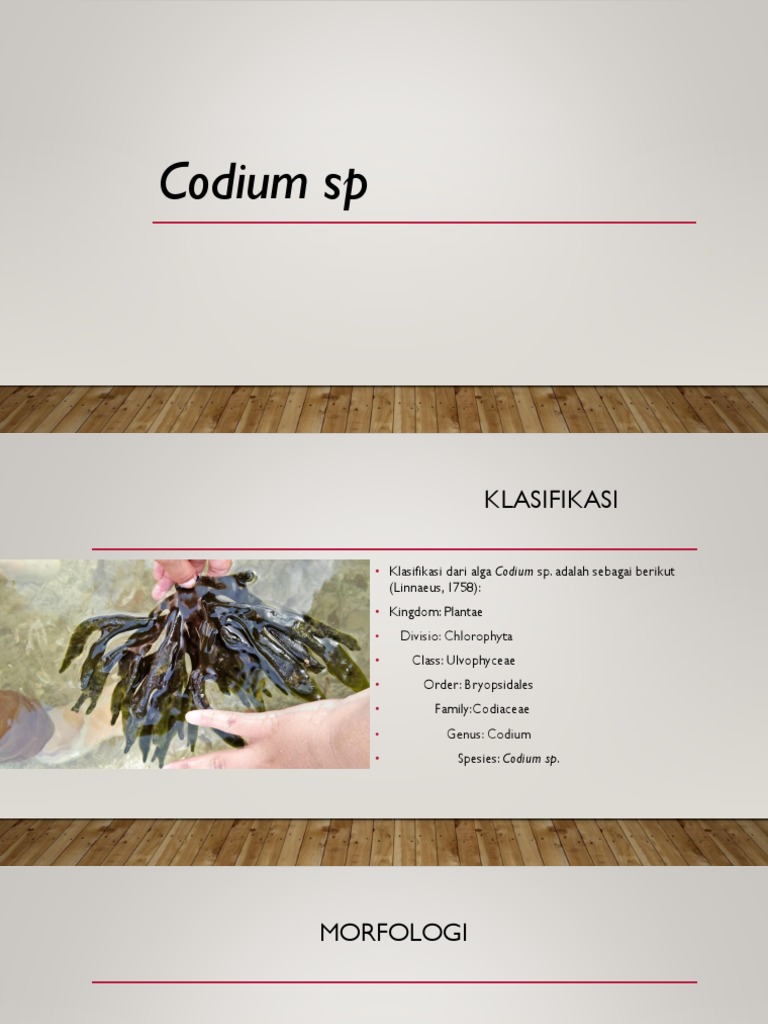 Codium SP Fix | PDF