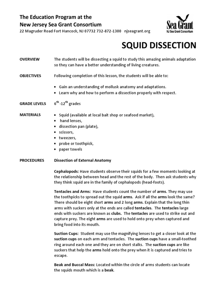 Squid Dissection PDF | PDF | Gill | Human Body