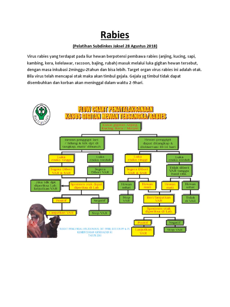 Tatalaksana Kasus Gigitan Hewan Pembawa Rabies dan Upaya Pencegahan ...