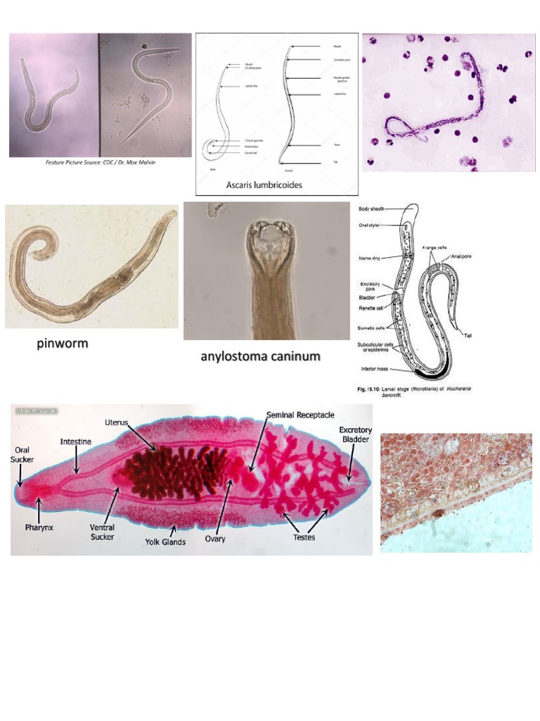 Pinworm Anylostoma Caninum | PDF
