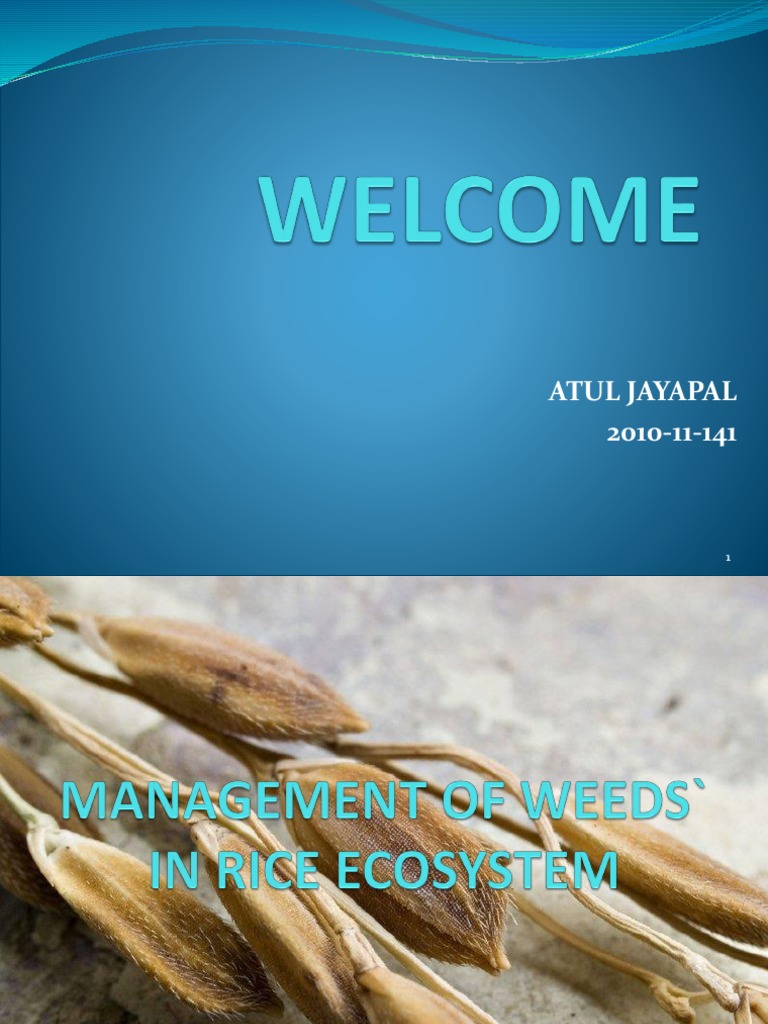 Rice Weeds | PDF | Weed | Rice