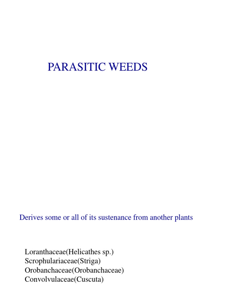 Parasitic Weeds | PDF | Horticulture And Gardening | Plants