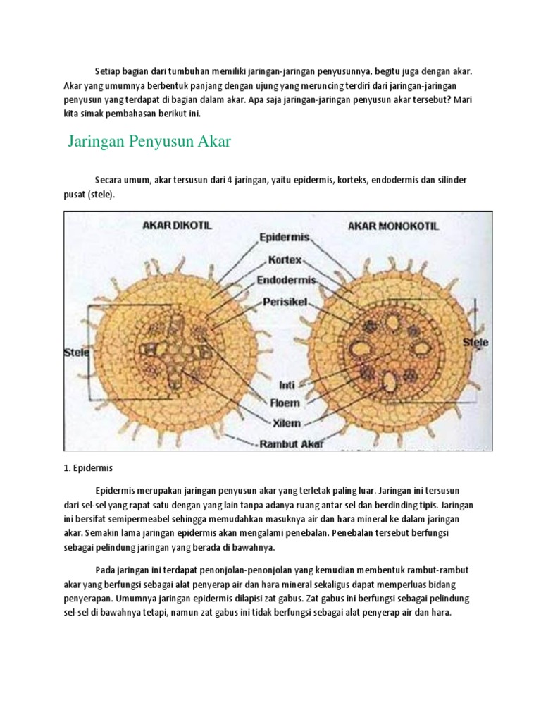 Jaringan Akar Dan Batang | PDF